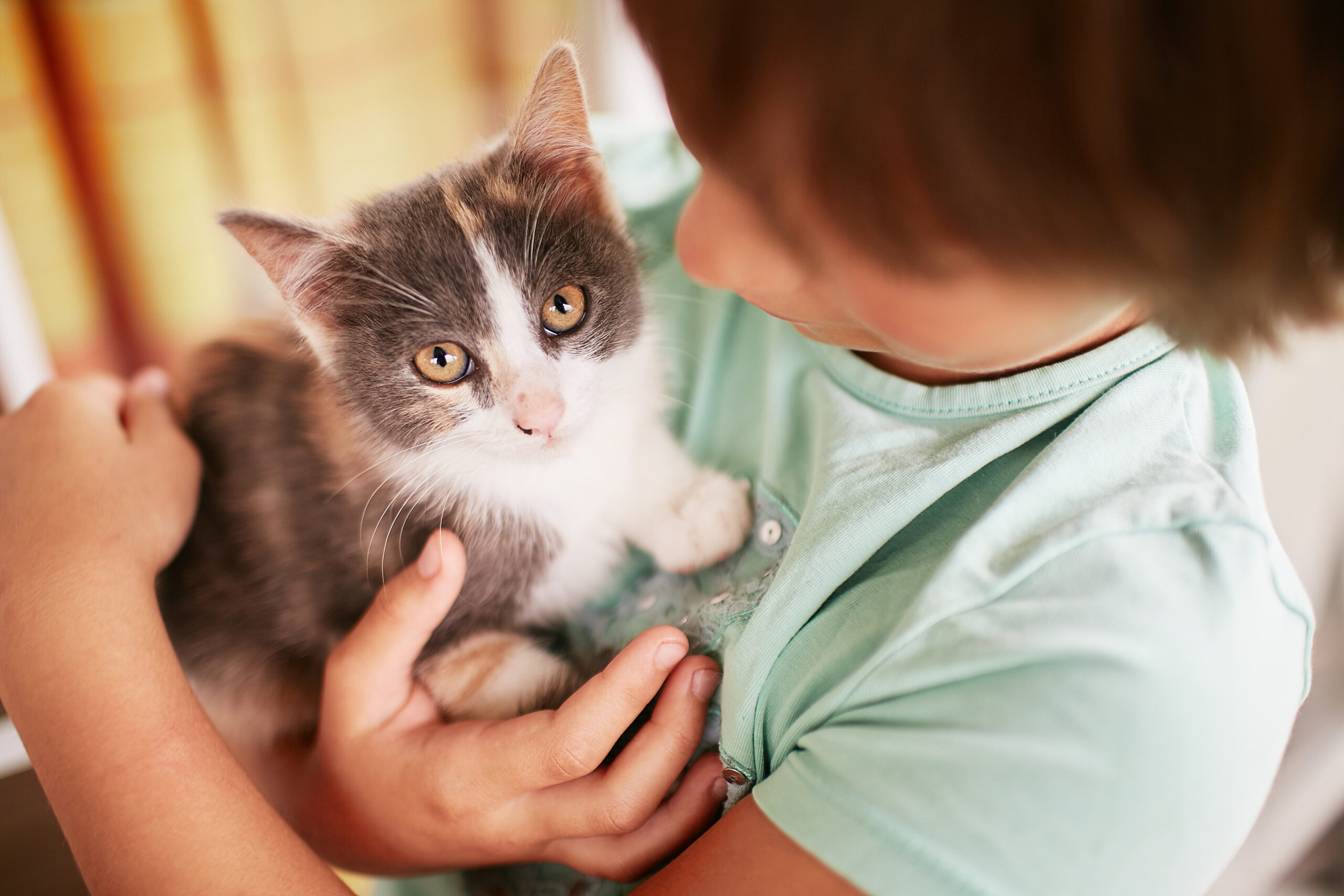 Adopter un chat : conseils et bonnes pratiques pour une adoption ...