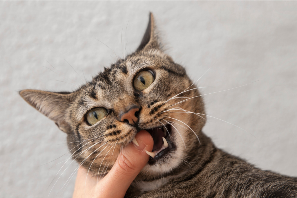 Le guide complet pour un détartrage efficace des dents de votre chat ...