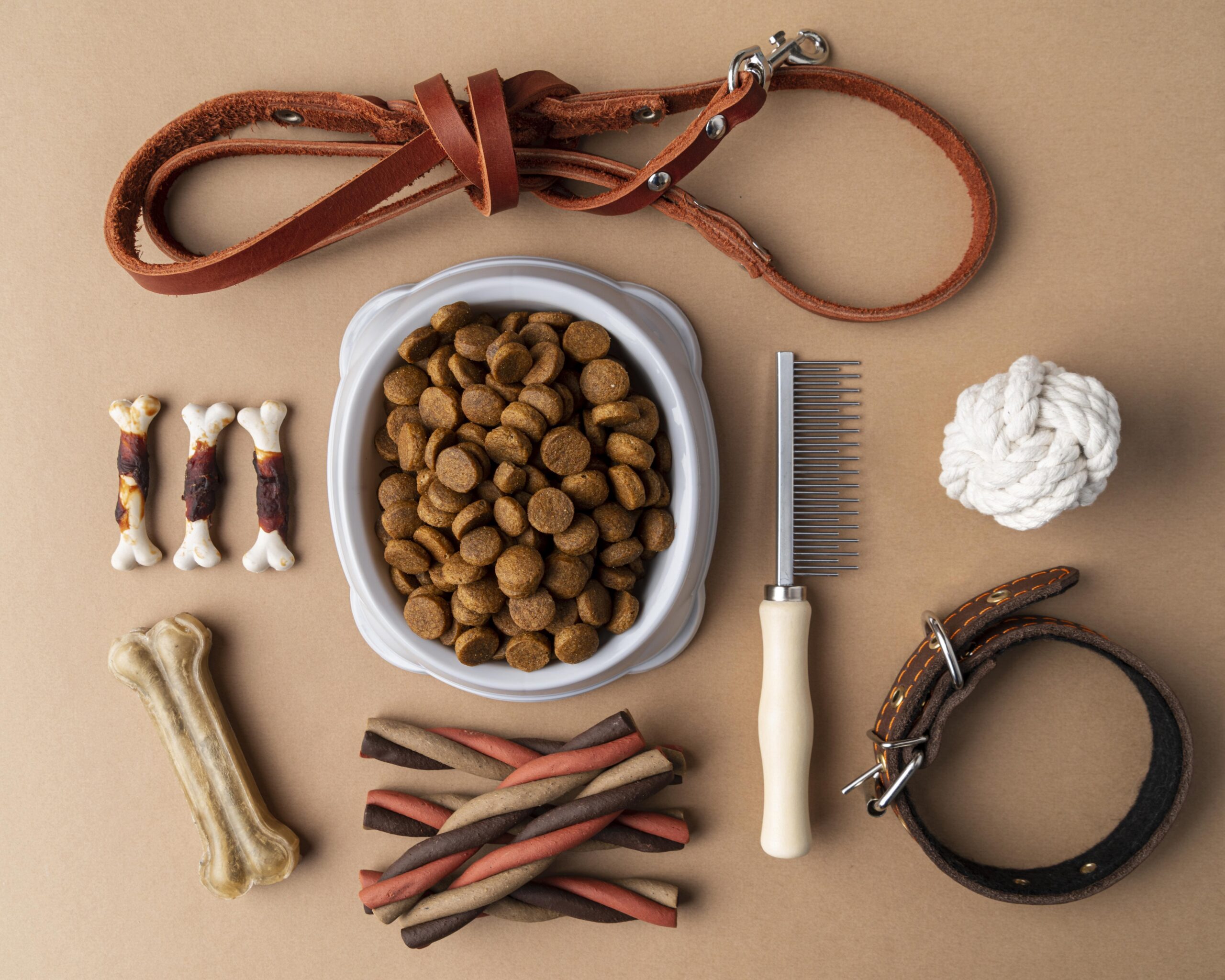 Comment choisir les accessoires parfaits pour son chien - Animal City