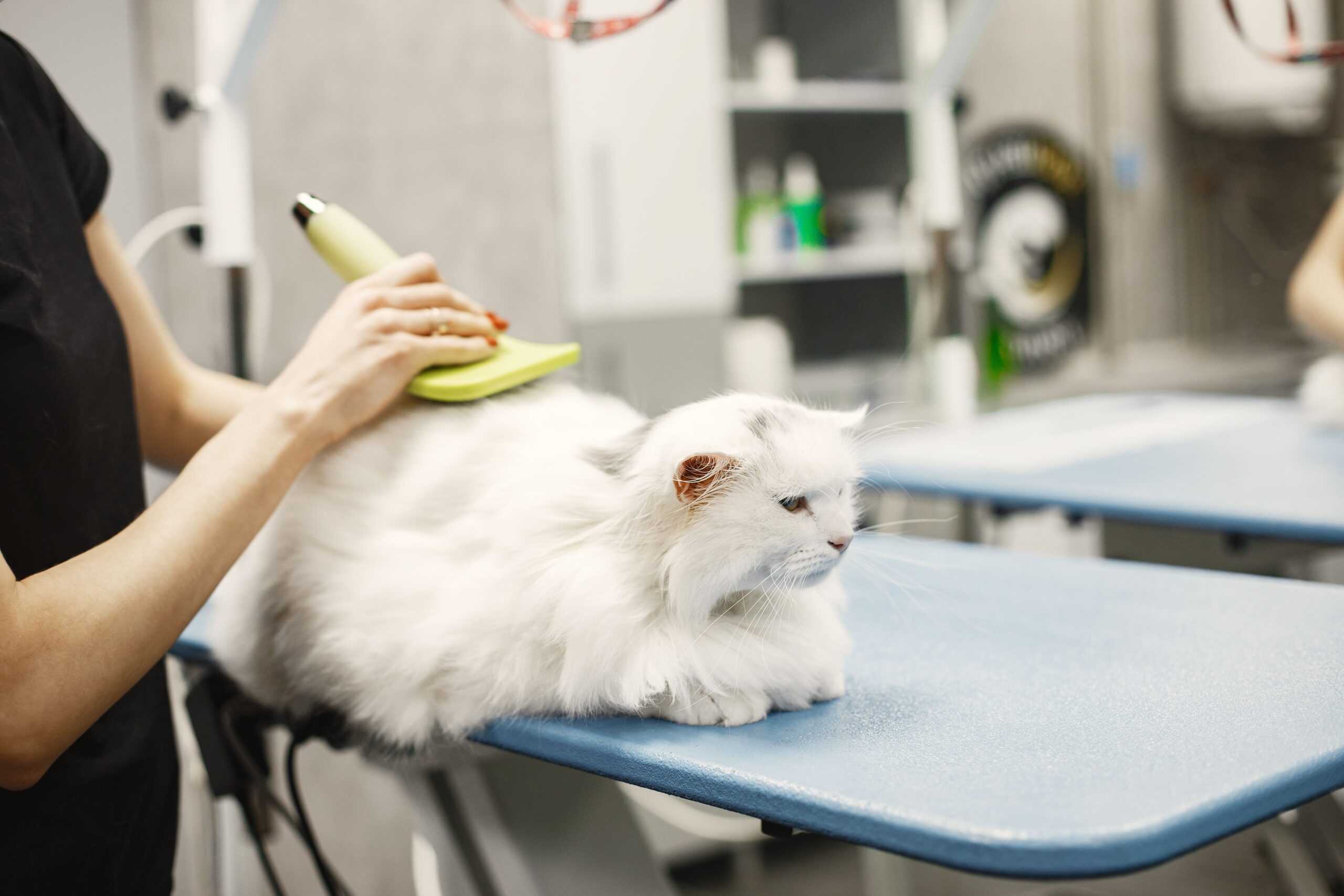 Les bienfaits du toilettage professionnel pour votre animal - Animal City